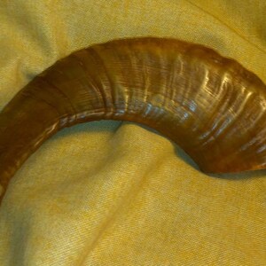 Viking Blowing Horn, Bukkehorn, Viking Horn Instrument, Bugle, Signal ...