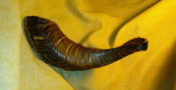 Viking Blowing Horn Bukkehorn Viking Horn Instrument Bugle - Etsy Australia
