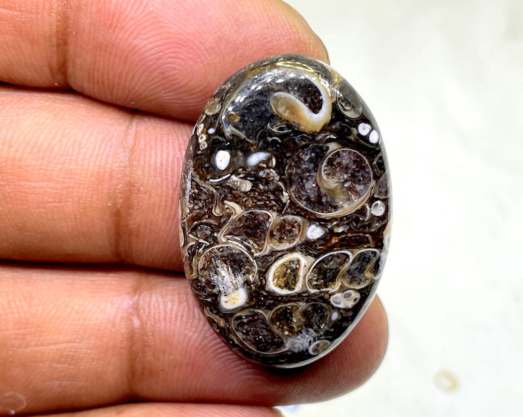 Turritella Agate Gemstone,turritella Agate Cabochon,turritella Agate ...