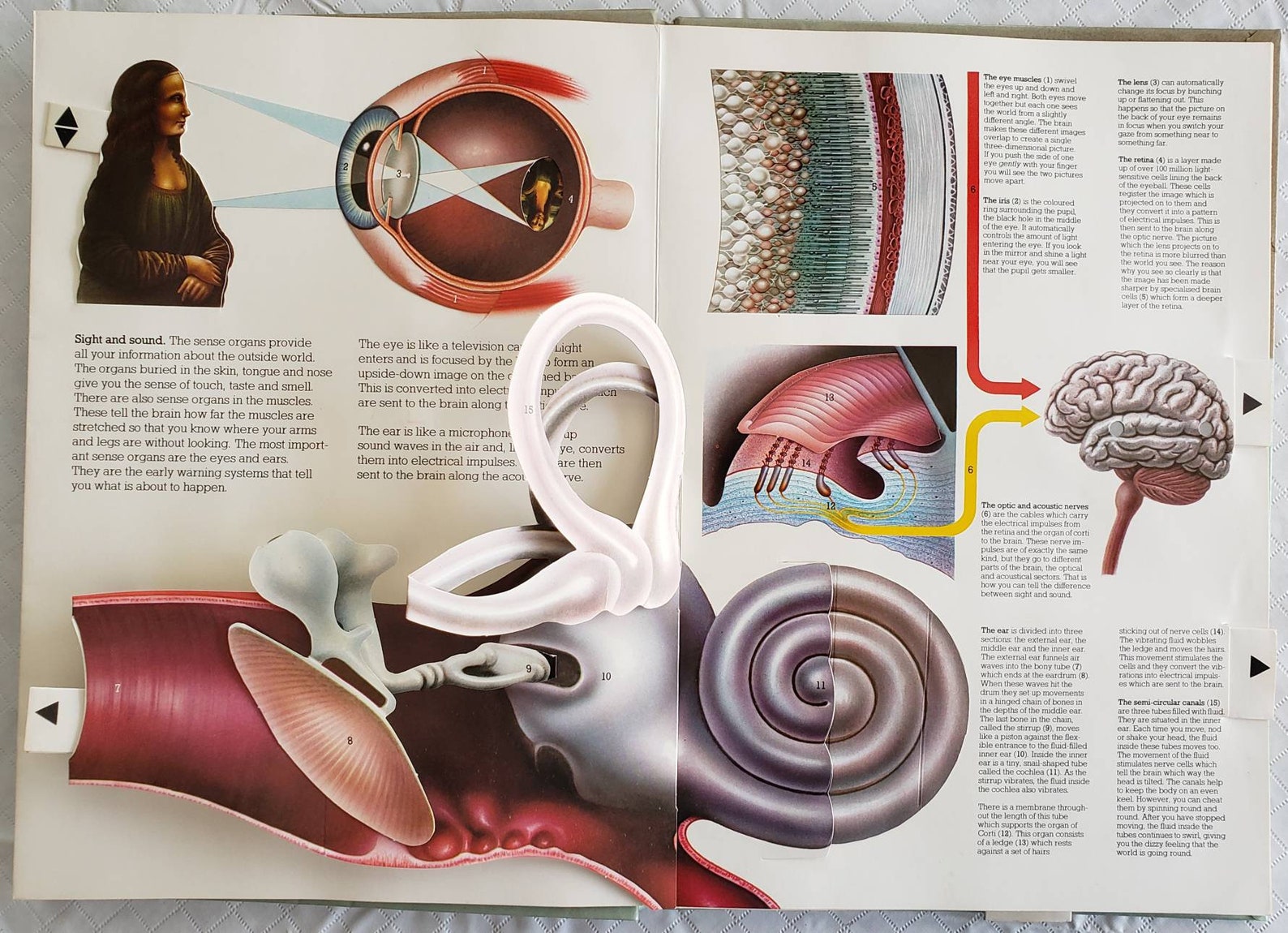 Pop up Book The Human Body 1983 3D 3-D 3 Dimensional | Etsy