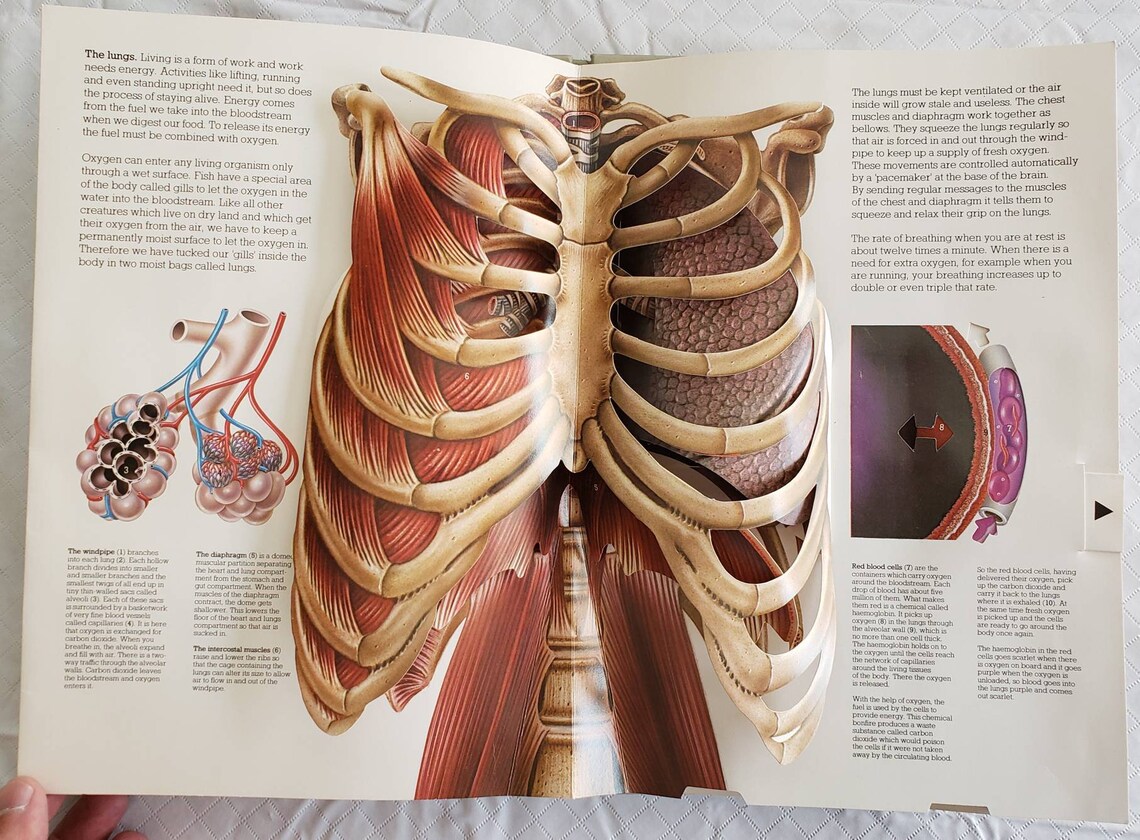 Pop up Book The Human Body 1983 3D 3-D 3 Dimensional | Etsy