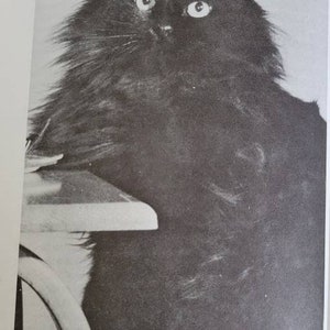 1986, That Yankee Cat, the Maine Coon, Marilis Hornidge, Origins ...