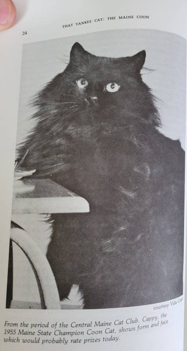 1986 That Yankee Cat the Maine Coon Marilis Hornidge - Etsy