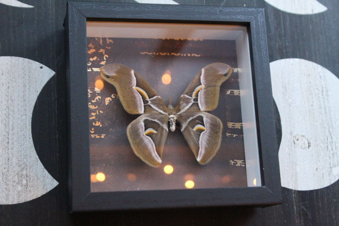 REAL Ailanthus Silkmoth Moth Shadow Box Mount Specimen Display - Etsy