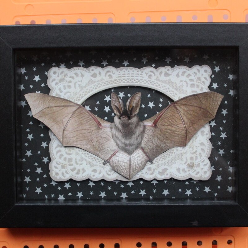 Bat Taxidermy - Etsy