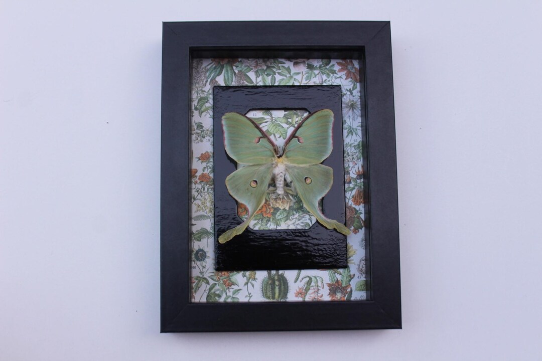 REAL Luna Moth Shadow Box Display - Etsy