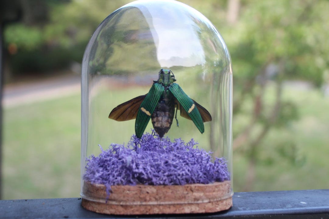 Floating REAL Beetle Glass Dome Entomology Display - Etsy