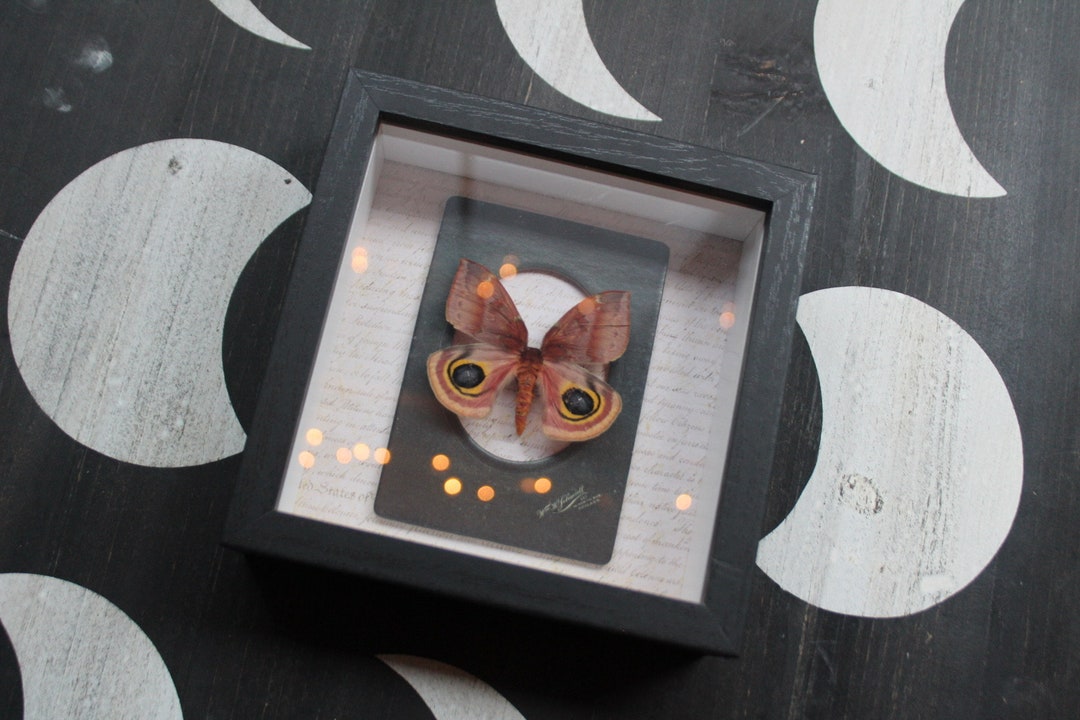 REAL Pink Automeris Tridens Saturn Moth Shadow Box Mount Specimen ...