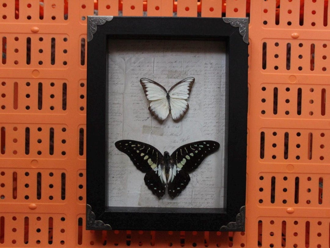 Real Moth Butterfly Mounted Gothic Home Display - Etsy