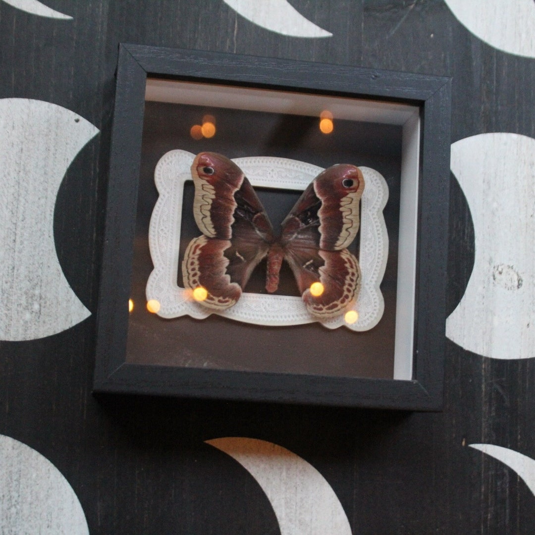 REAL Promethea Silkmoth Moth Shadow Box Mount Specimen Display - Etsy