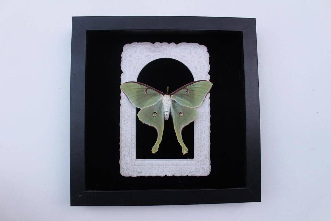 REAL Luna Moth Shadow Box Display - Etsy