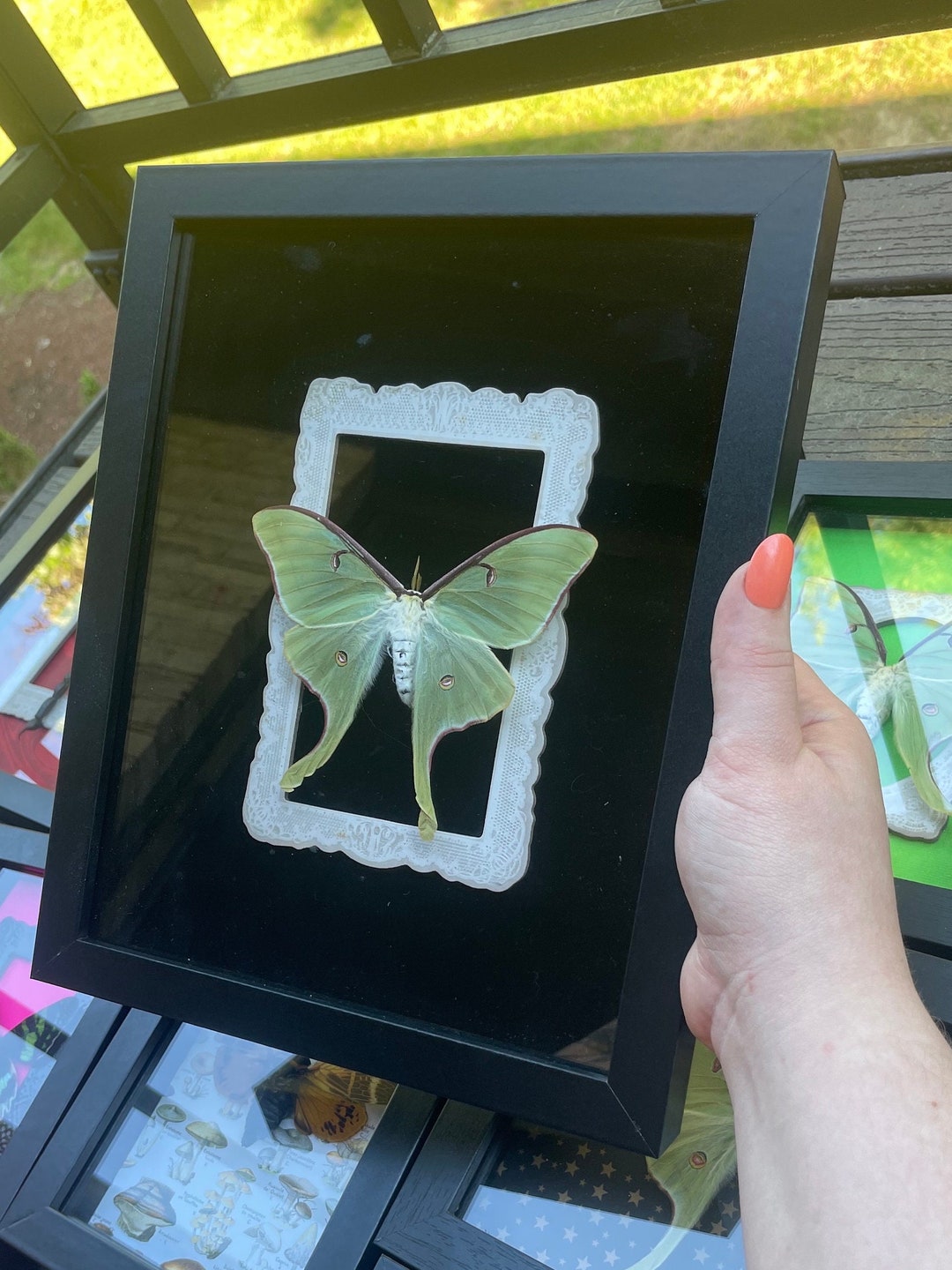 Mounted REAL Luna Moth Entomology - Etsy