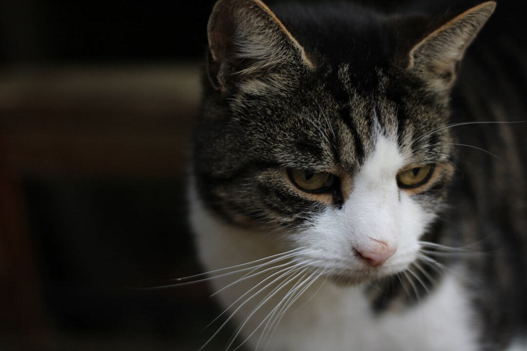 Moody Cat 1 - Etsy