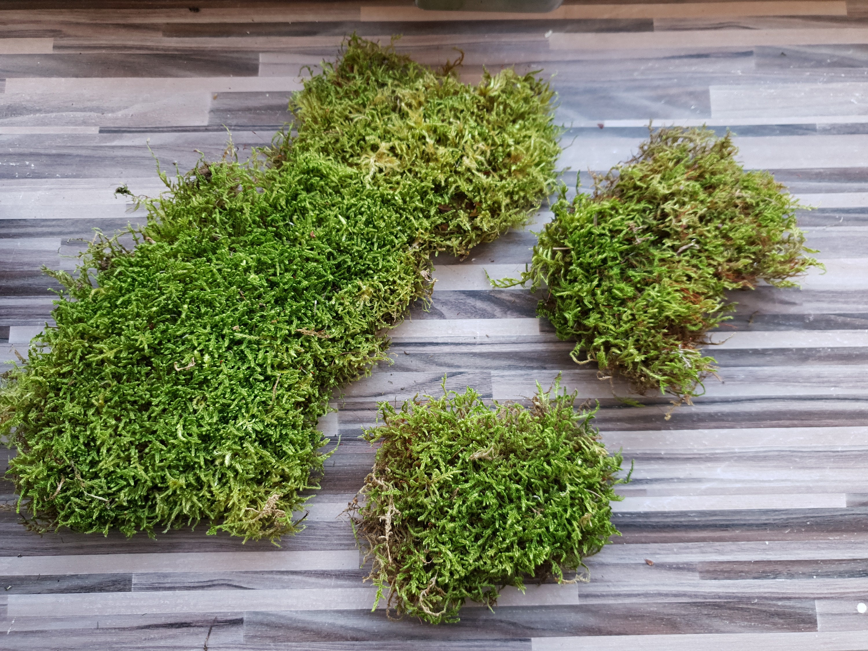 Pieces of Real Dried Moss, Green Natural Moss From the Forest, Moss for ...