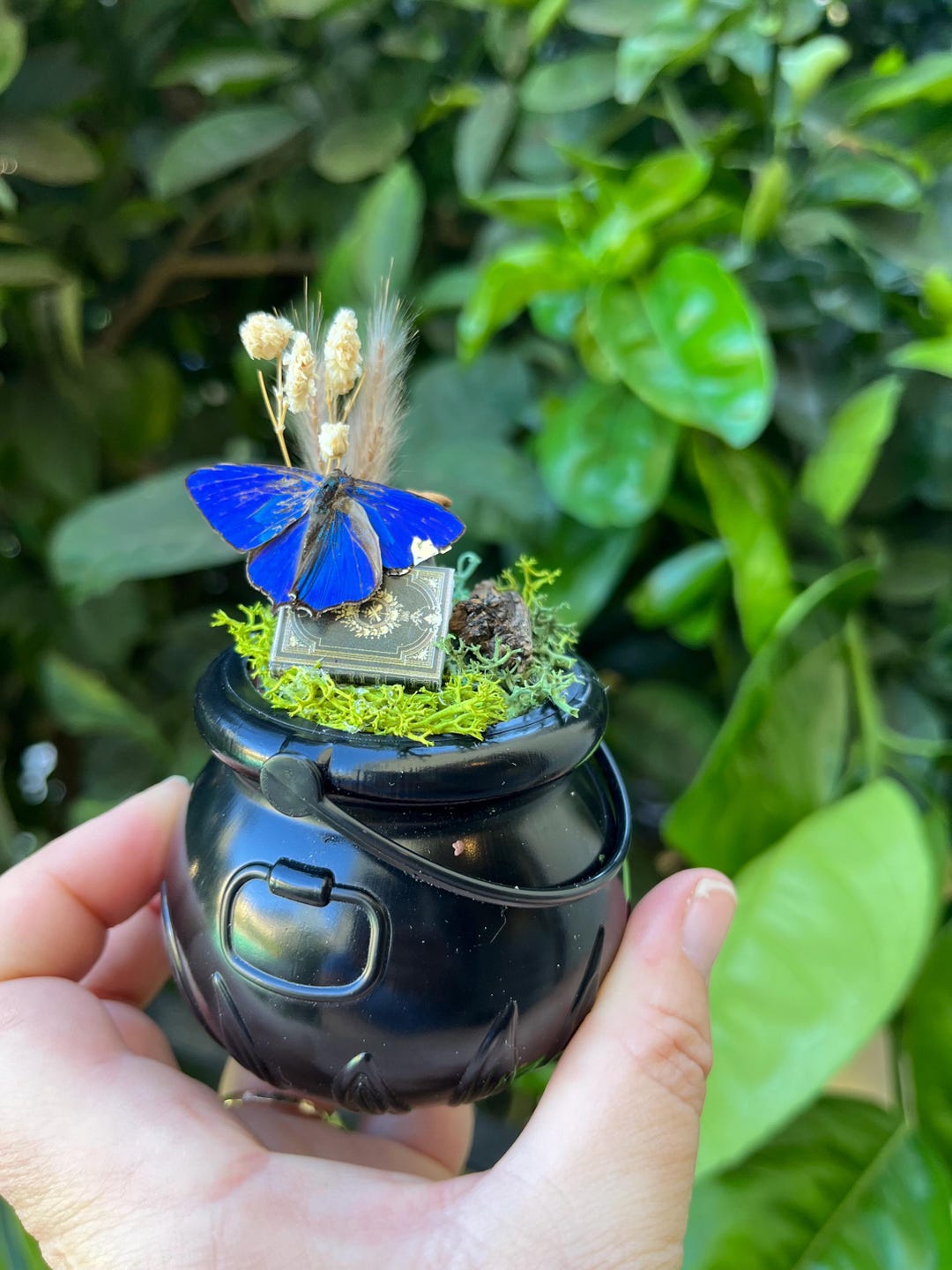 Butterfly Witches Cauldron Terrarium - Etsy