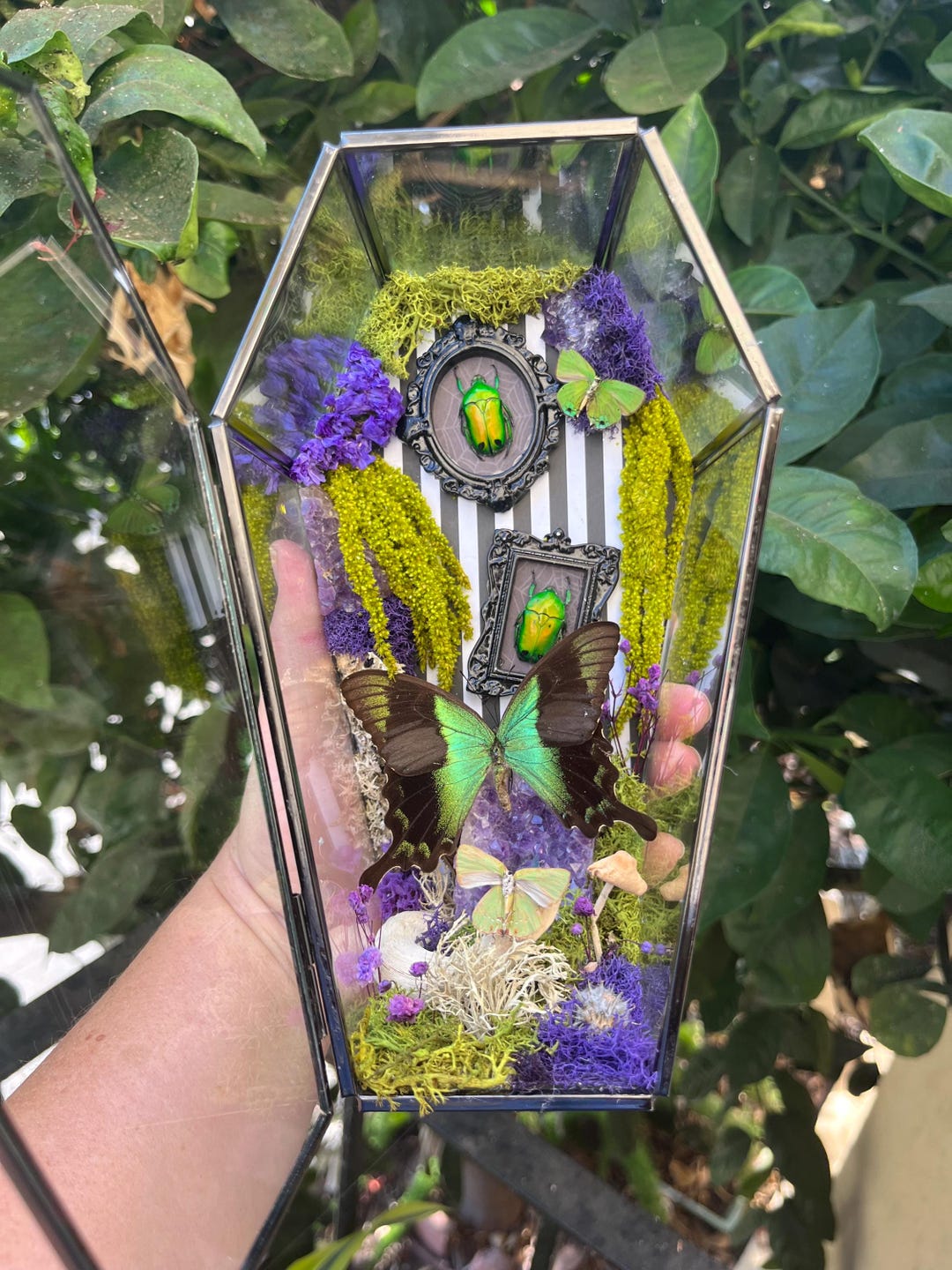 Glass Coffin Entomology Terrarium - Etsy