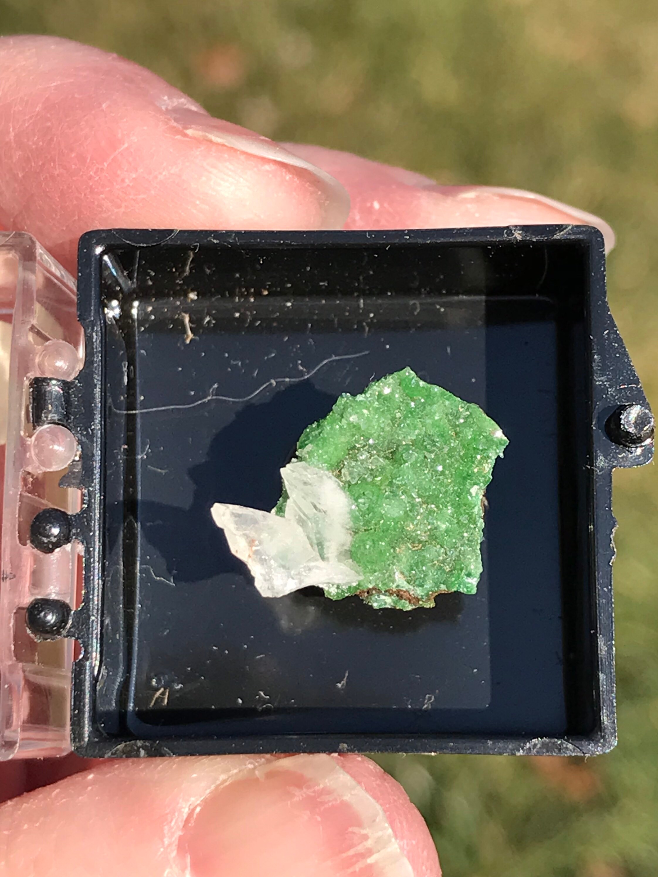 Volborthite With Calcite Thumbnail Crystal Specimen in Collector Case ...