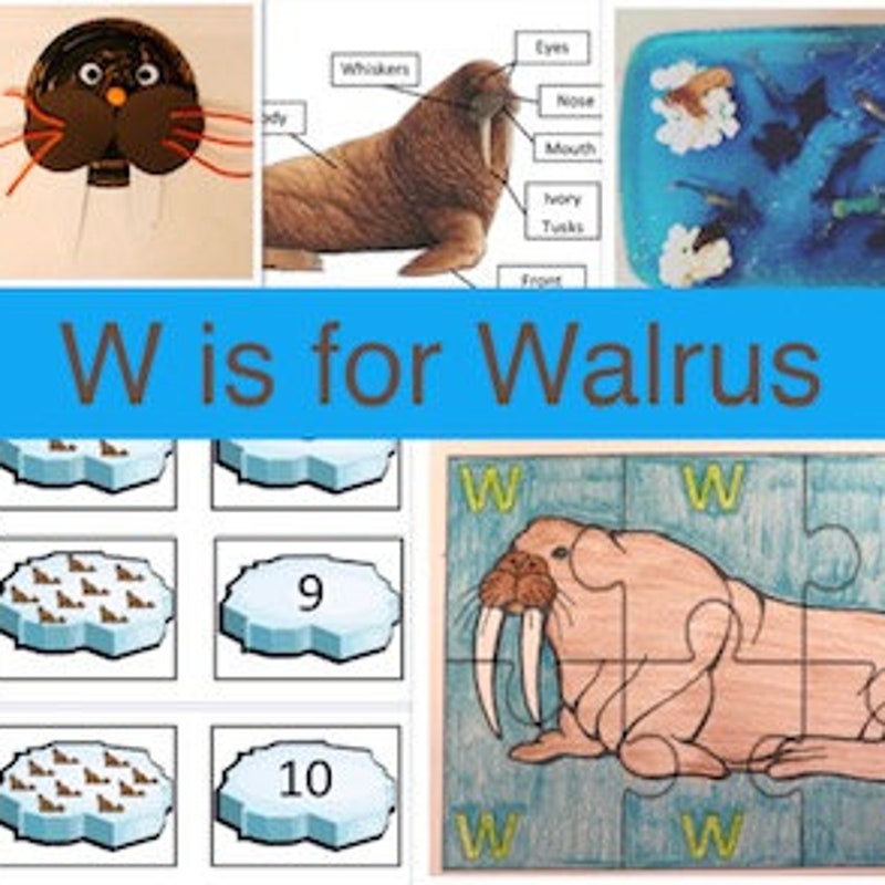 Walrus - Etsy