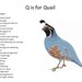 Q is for Quail Activity Booklet - Etsy