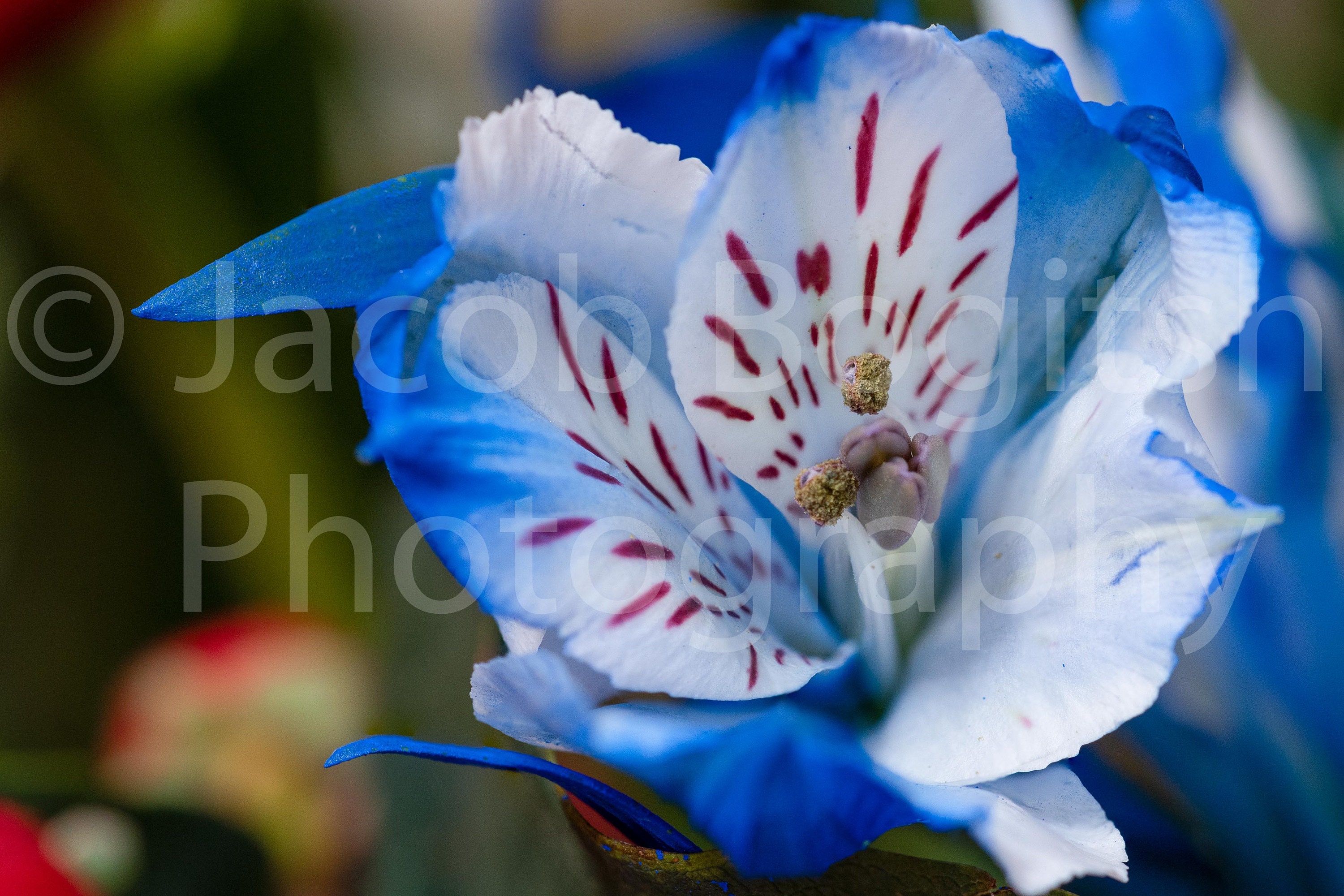 Blue Flower Print, Blue Floral Print, Flower Print, Floral Print, Home ...