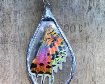 Glass Encased Moth - Etsy