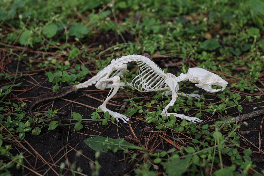 Wild Rat Skeleton - Etsy