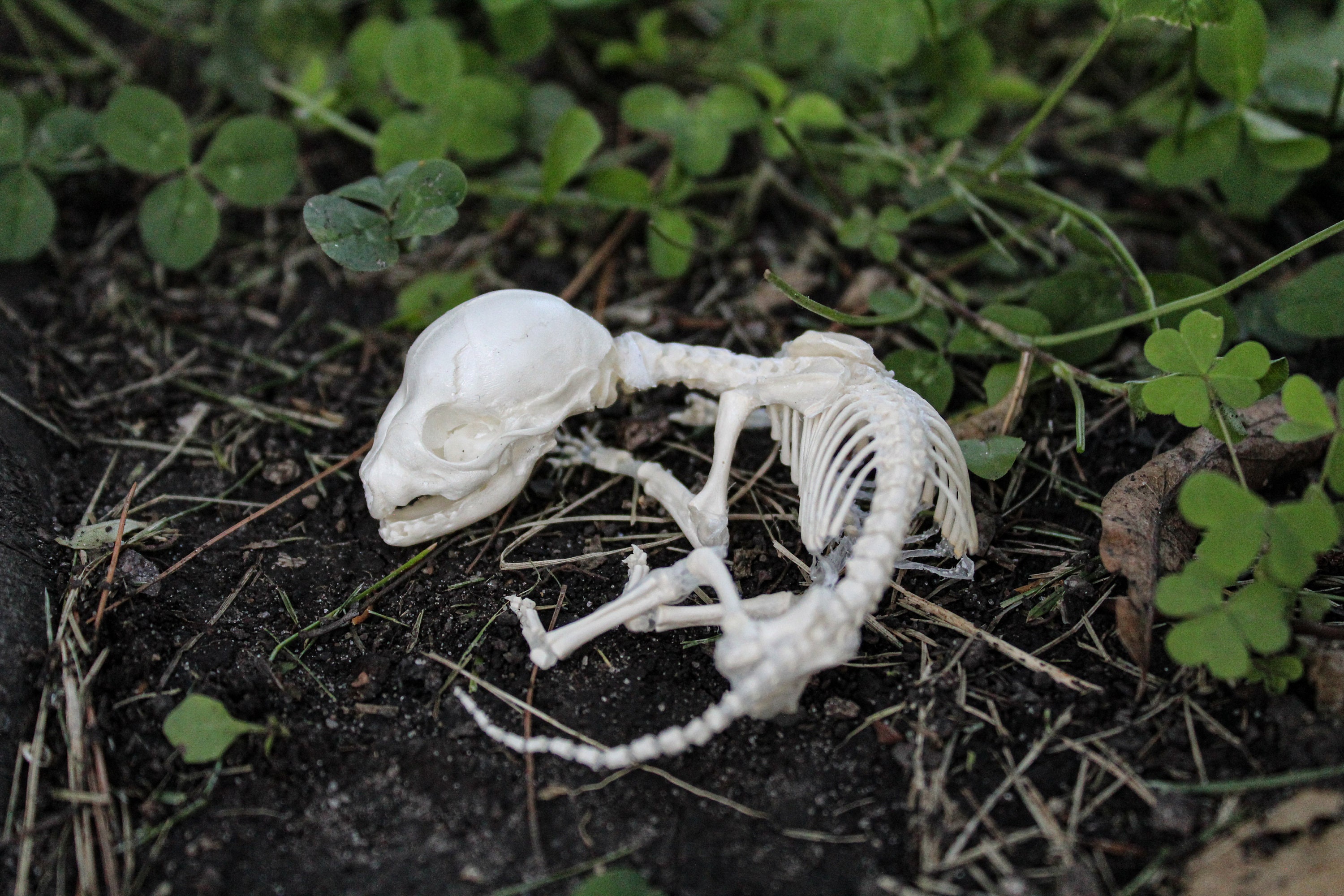 Baby Fox Skeleton - Etsy