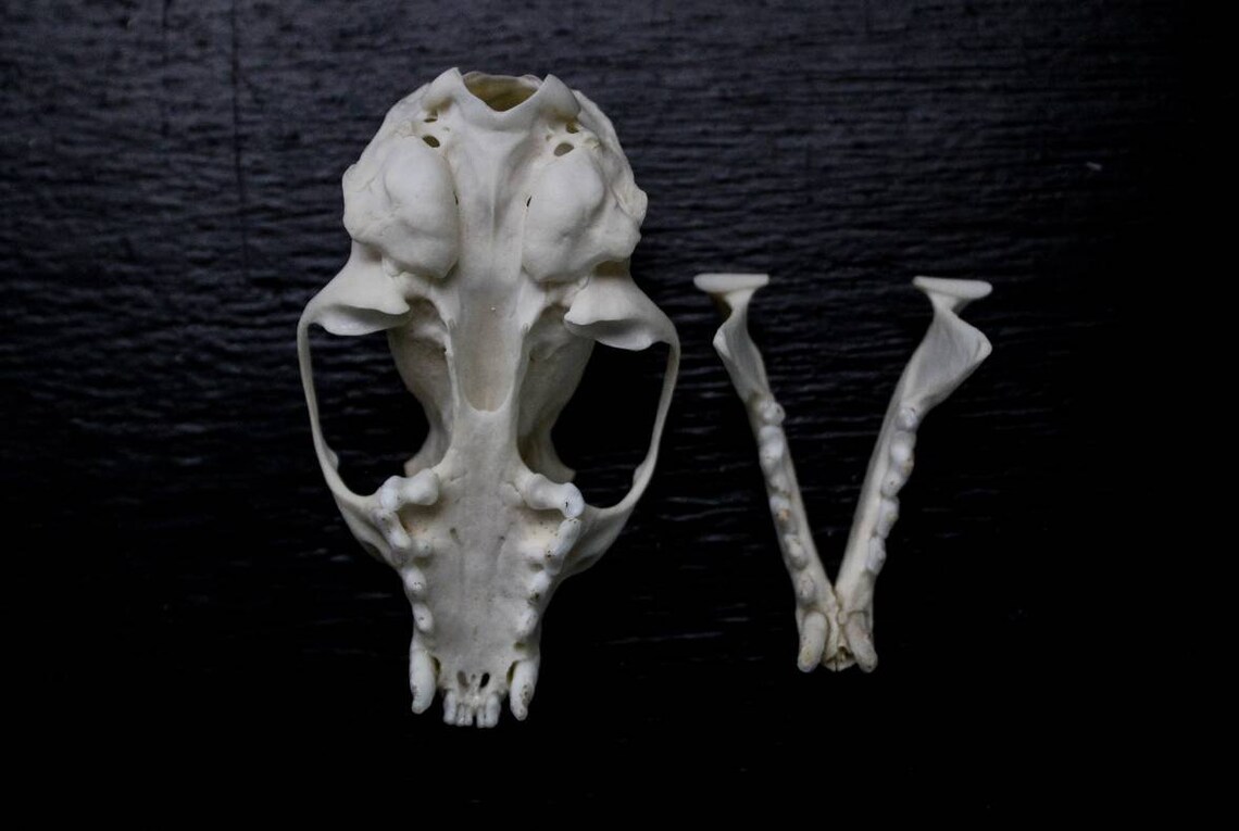 Real Marten Skull M3 Bone Taxidermy | Etsy