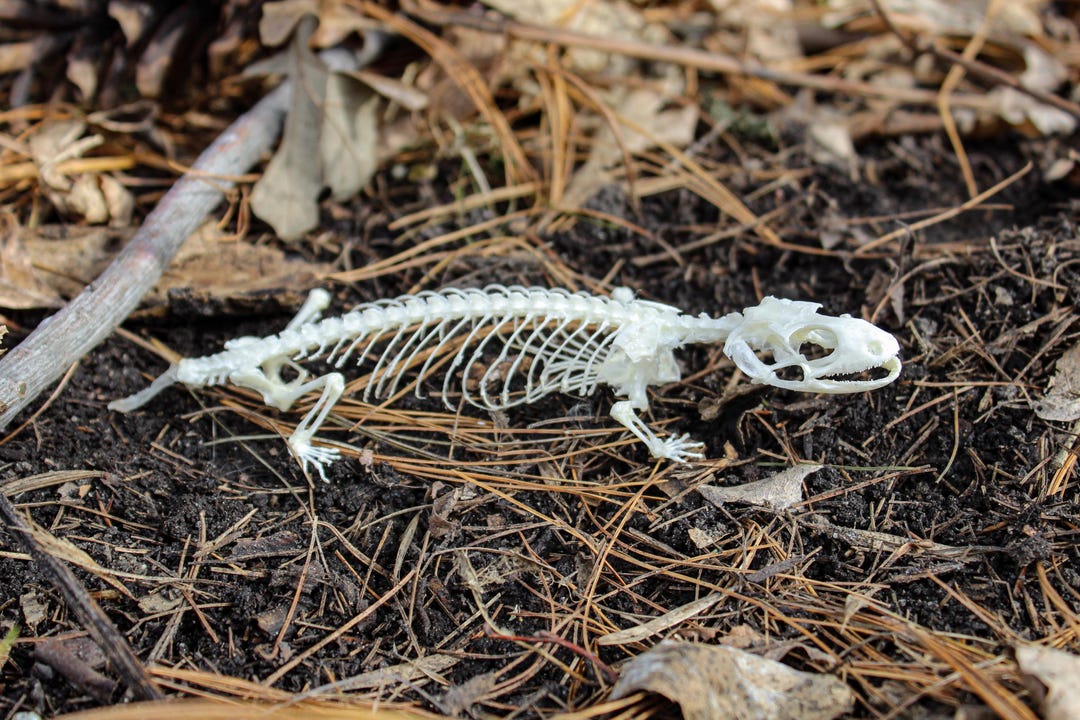Fat Tailed Gecko Skeleton - Etsy