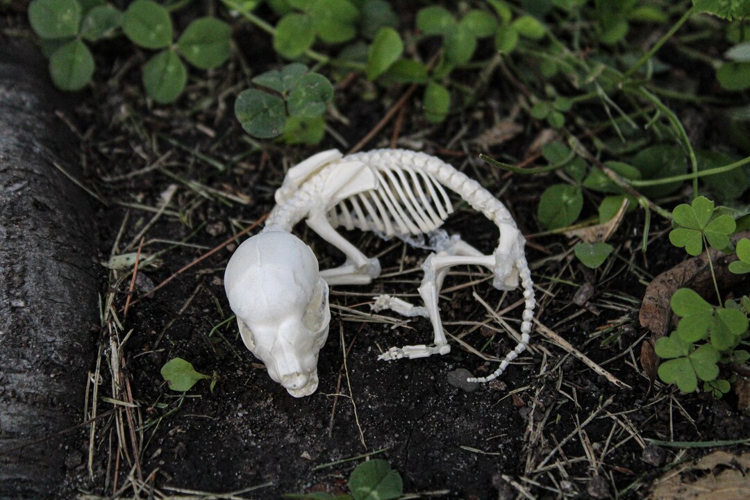 Baby Fox Skeleton - Etsy