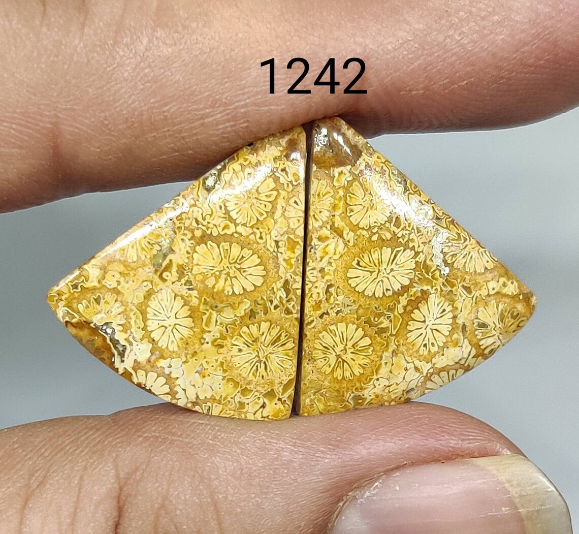 Natural Fossil Coral Matching paire de pierre Corail agatisé - Etsy France