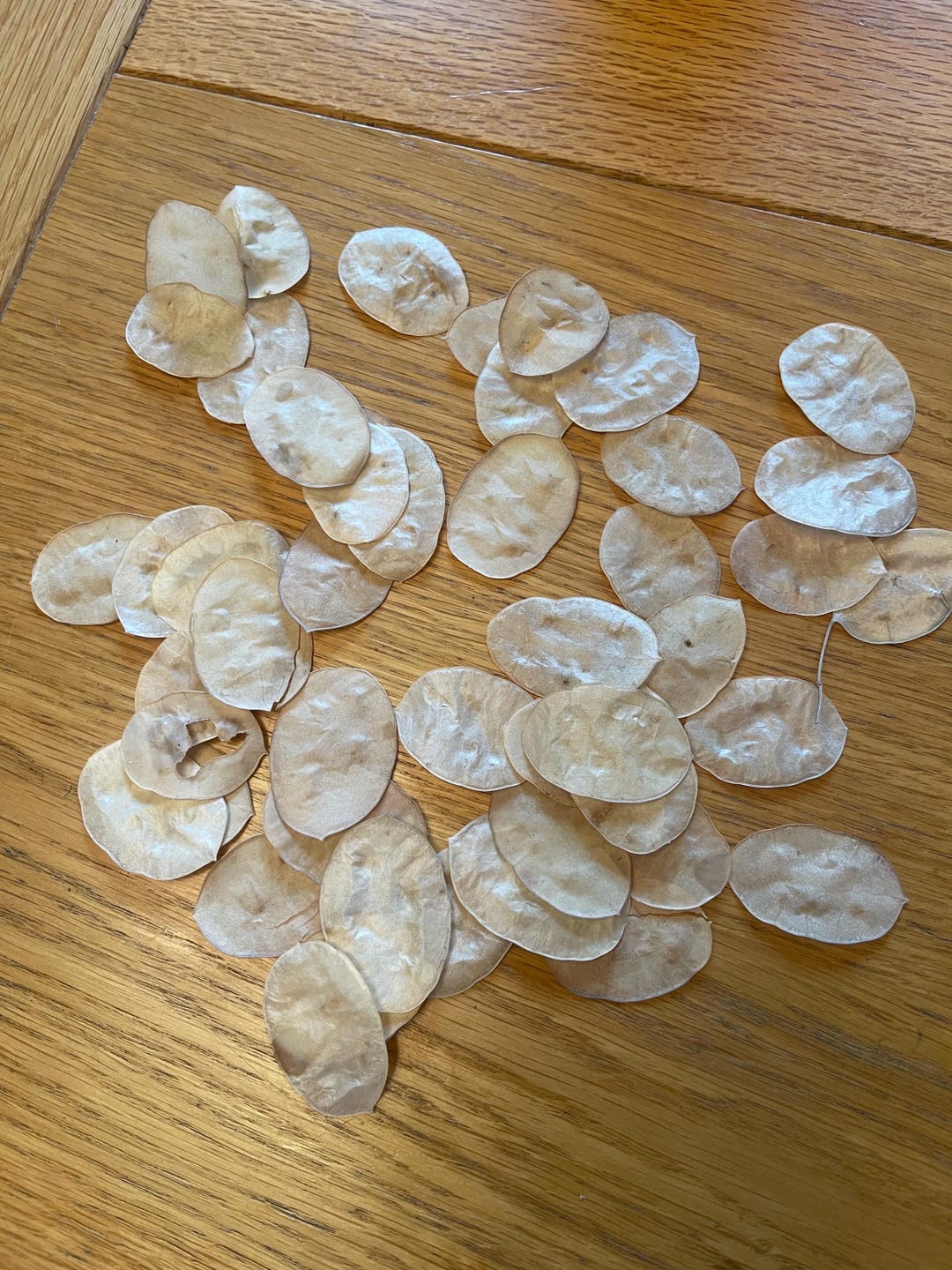 Honesty Seed Pods X 50 Also Known as Lunaria, Prosperity, Chinese Money ...