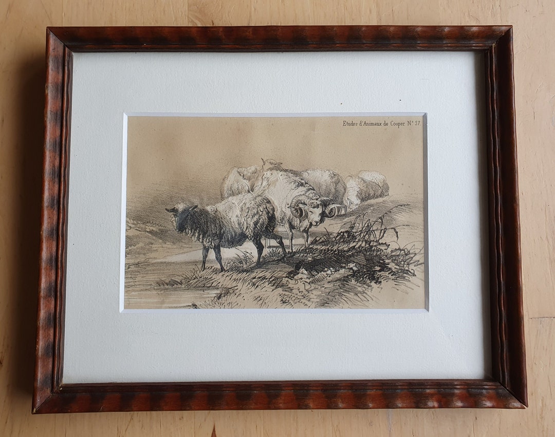 Antique French Lithography, 19th Century, Etude D'animaux De Cooper No ...