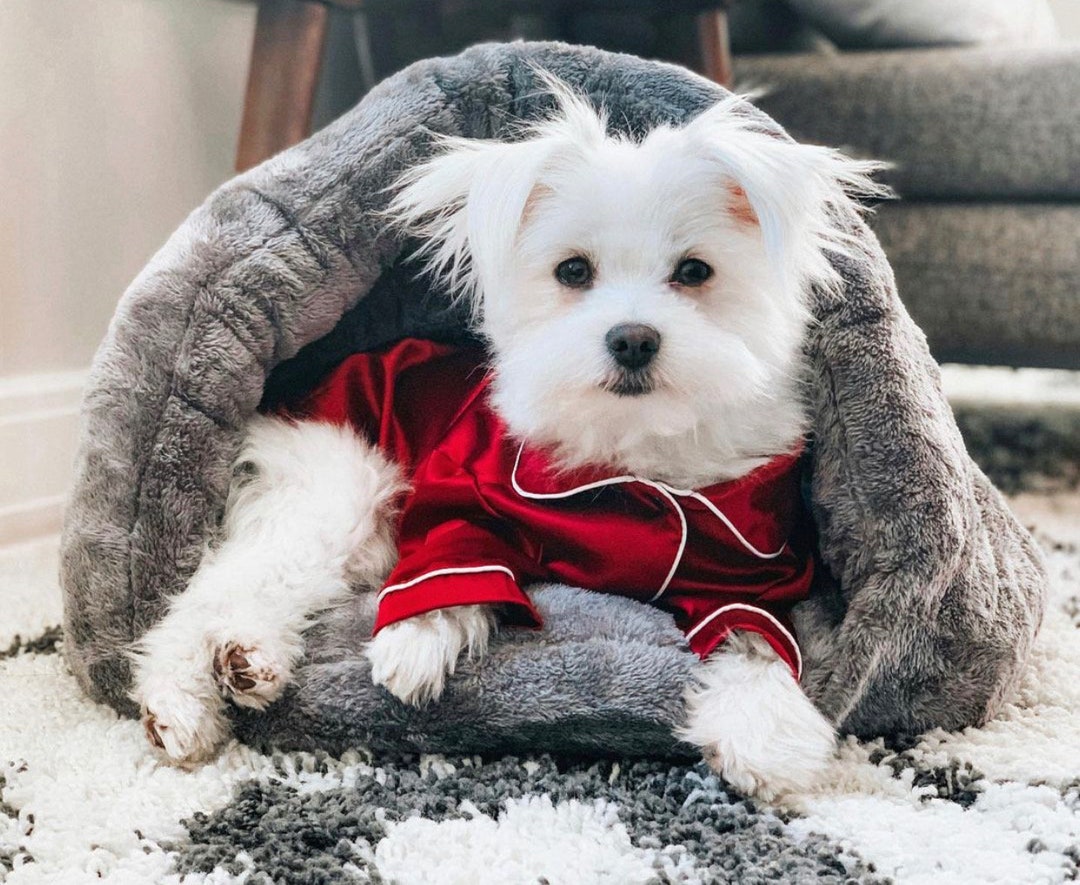 Pet Pajamas for Dogs and Cats in Ruby Red Satin | Unique Holiday ...