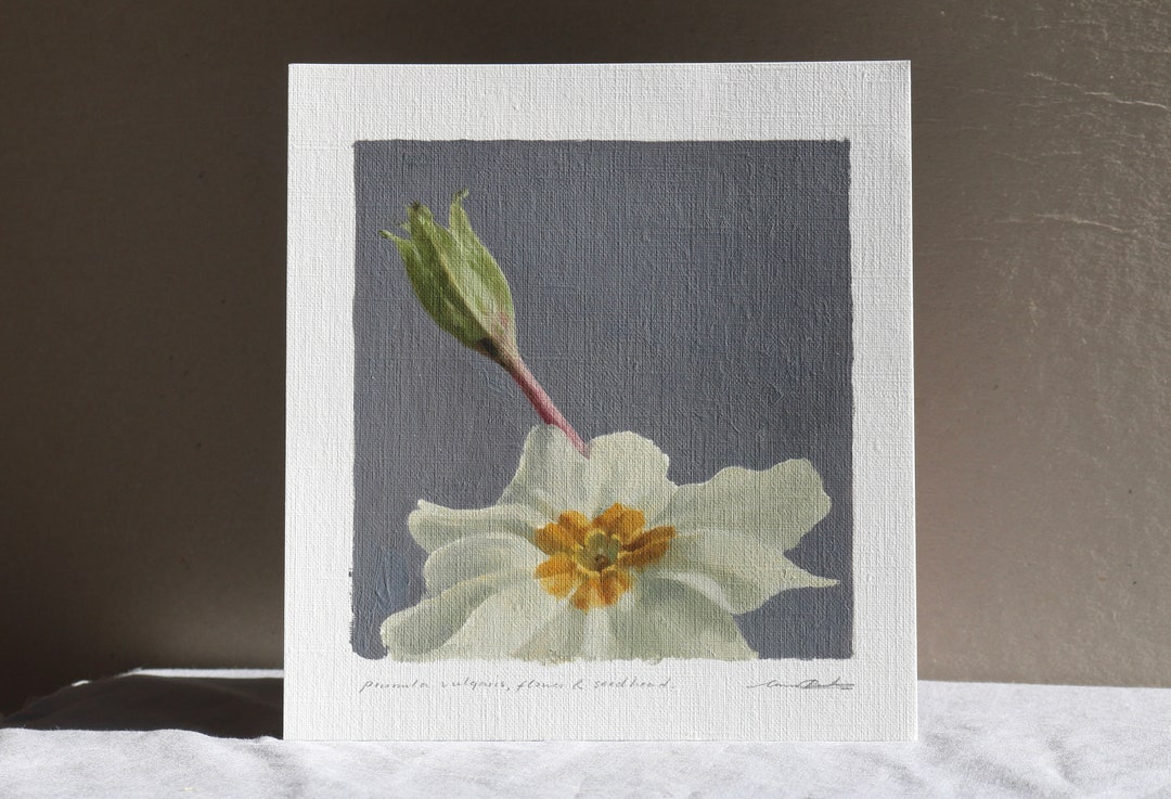 Primrose Flower and Seedhead, Original Oil Painting, Contemporary ...
