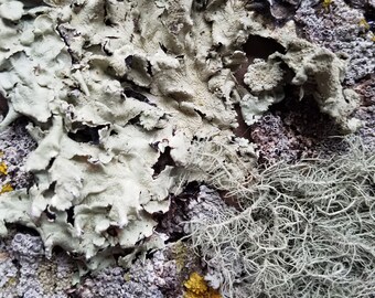 Lichen Wall Art | Etsy