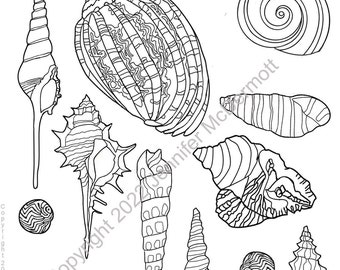 Spiral Cone Shells - Etsy