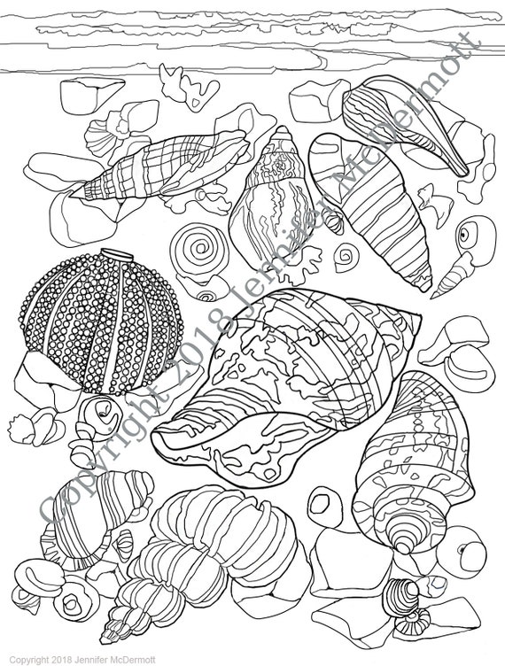 Printable Seashell Coloring Pages