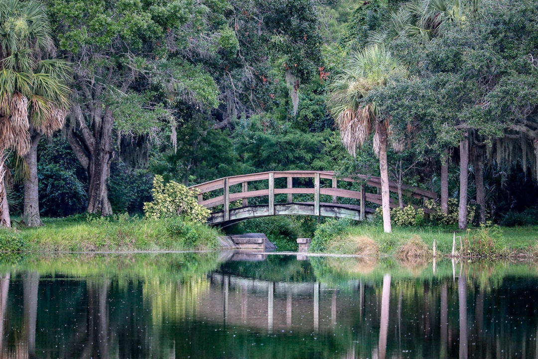 Natural Bridge Over Pond in the Forest. - Etsy
