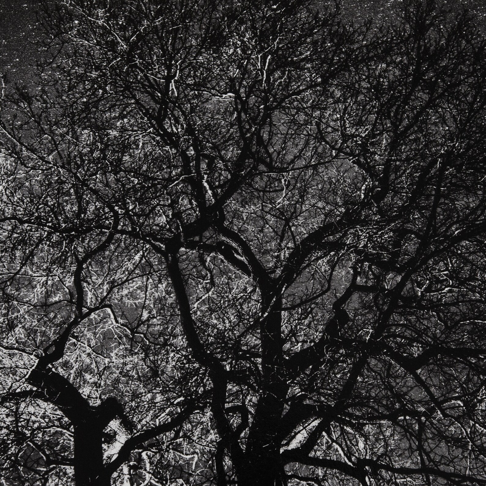 Celestial Tree Cosmic Mythology Photo Print on Baryta Paper - Etsy