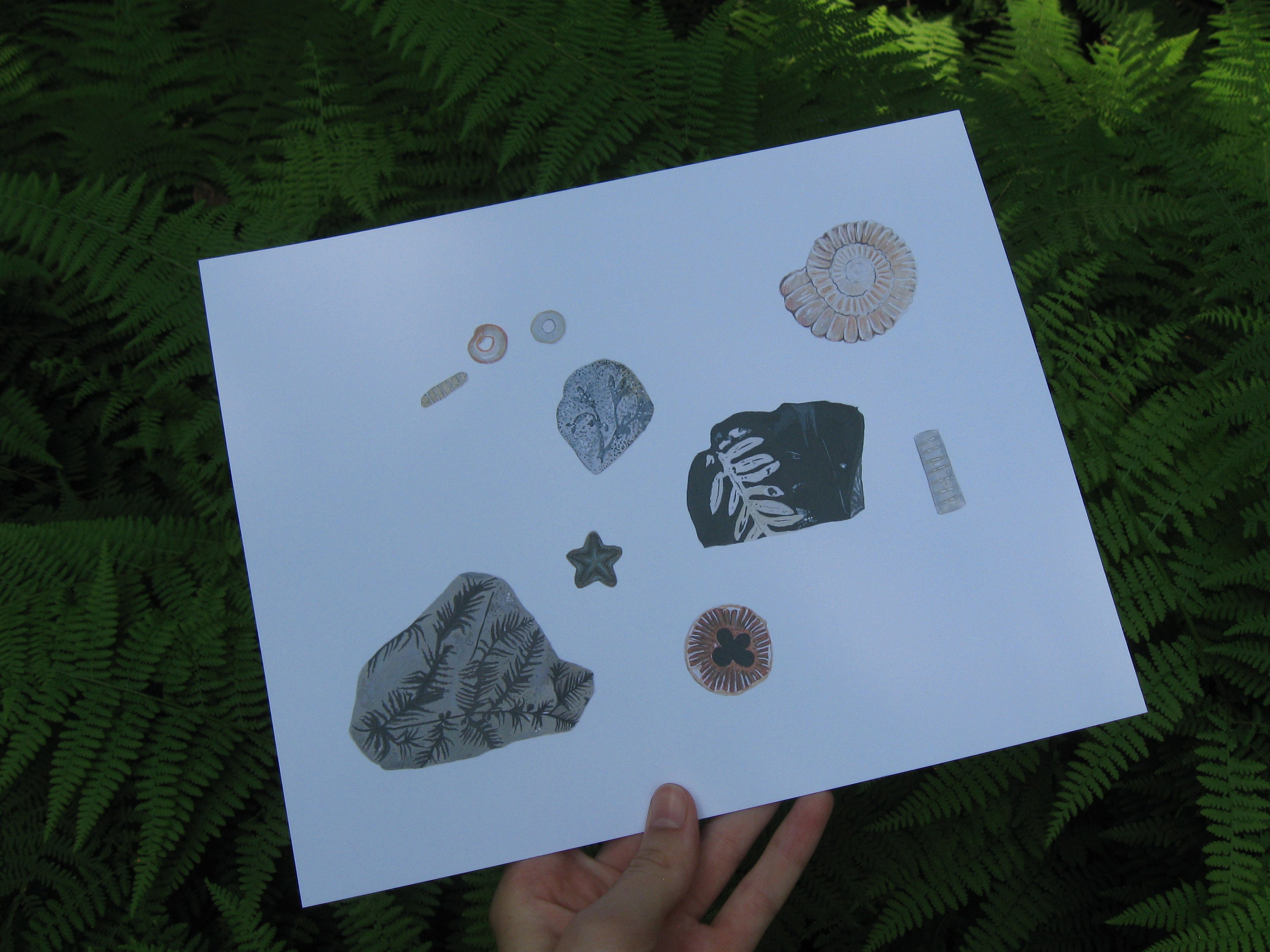 8x10 Inch Fossils Art Print, Fossils Wall Art, Fossil Illustration - Etsy