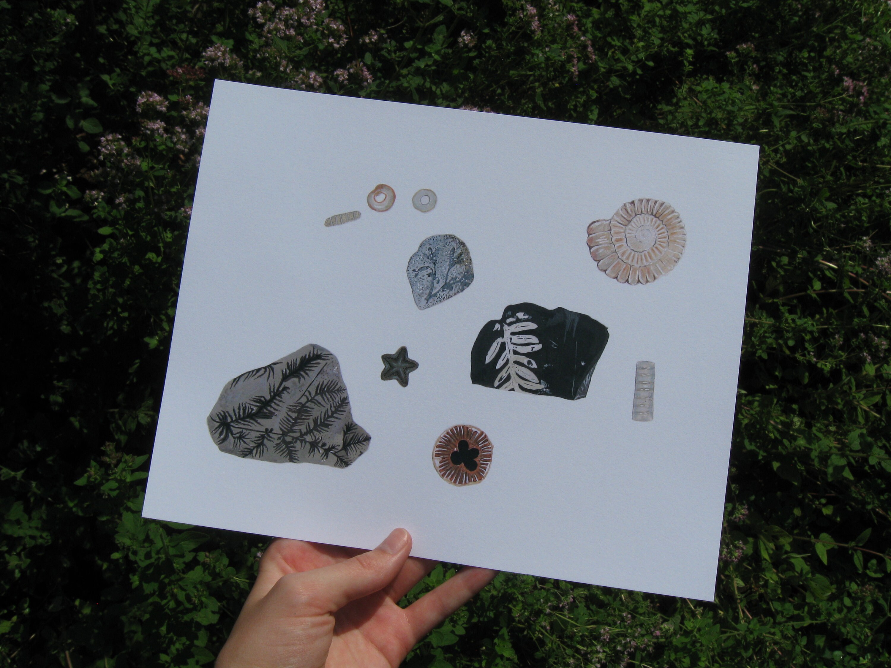 8x10 Inch Fossils Art Print, Fossils Wall Art, Fossil Illustration - Etsy