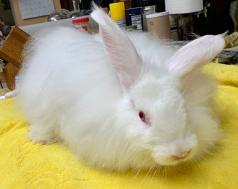 German Angora Rabbit - Etsy