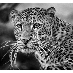 Leopard Pencil Drawing Print, Realistic Leopard Pencil Drawing ...