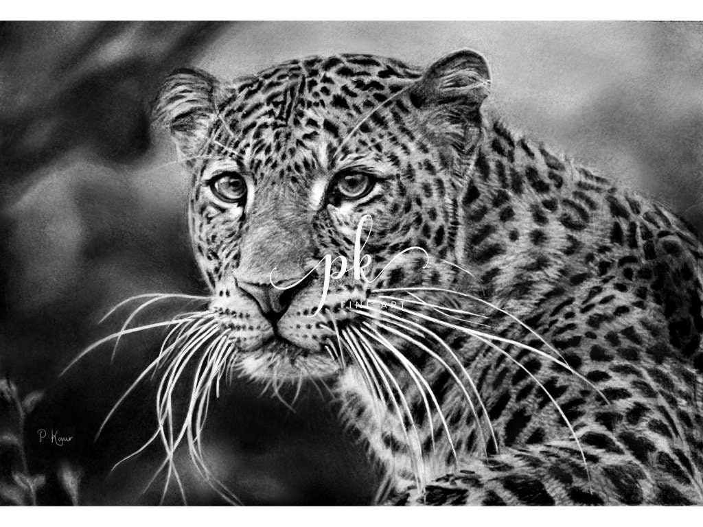Leopard Pencil Drawing Print, Realistic Leopard Pencil Drawing ...