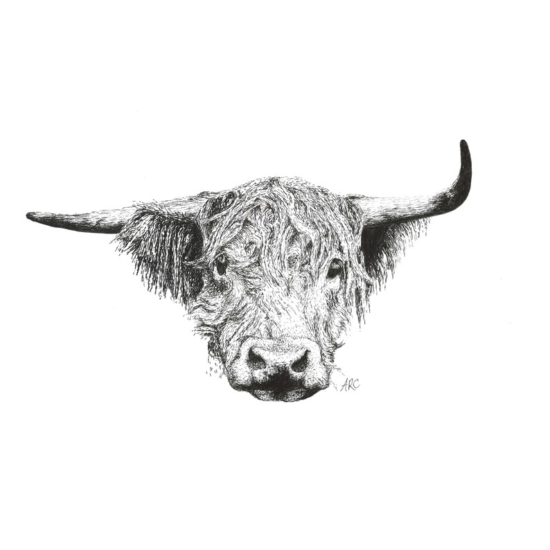 Highland Cow Art Print A4 Print of Highland Cattle Drawing, Pen and Ink ...