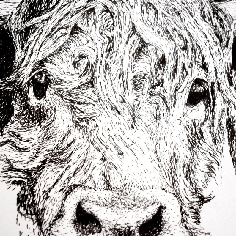 Highland Cow Art Print A4 Print of Highland Cattle Drawing, Pen and Ink ...