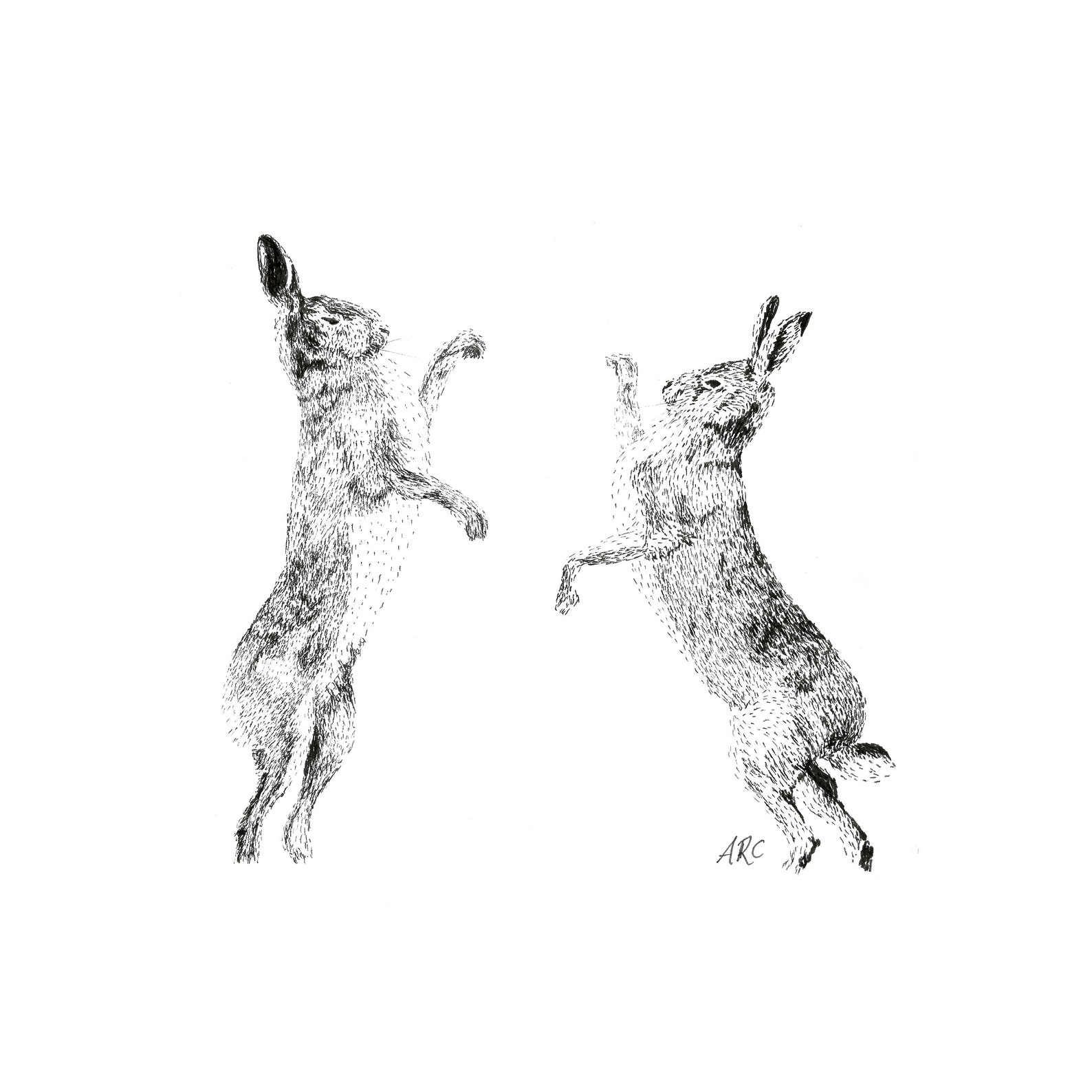 Boxing Hares Art Print A4 Print of Boxing Hares Pen and Ink - Etsy