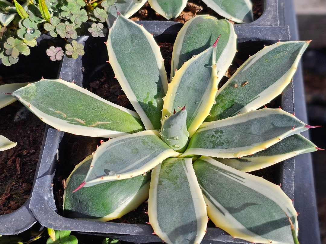 Agave Applanata Variegated, Aloe,echeveria,kalanchoe,sedum,succulent ...