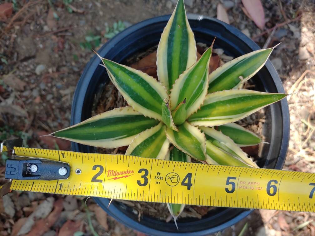 Agave quadricolor | Etsy